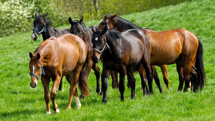 Vigtige regler for hold af heste i Danmark