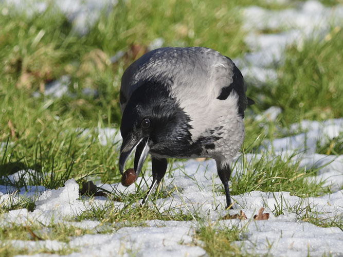 De sorte fugle - om kragefugle og deres plads i naturen