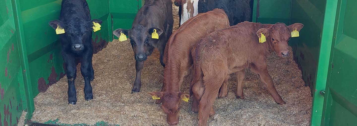 Case: Undgå smitte når du leverer kalve