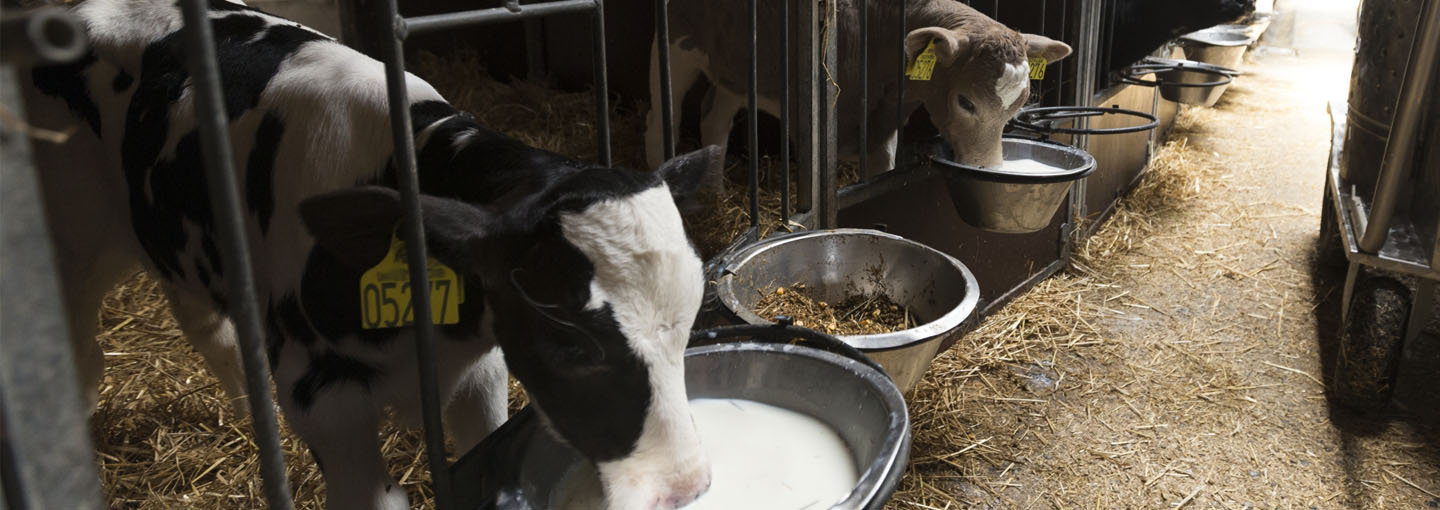 Derfor skal kalvene have mere mælk